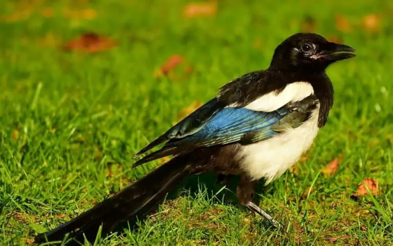 How To Effectively Scare And Keep Magpies Away