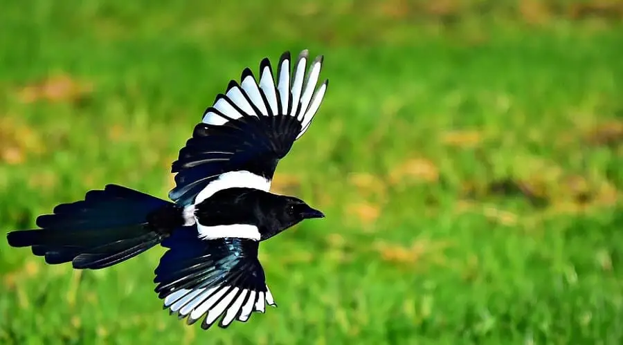How To Effectively Scare And Keep Magpies Away
