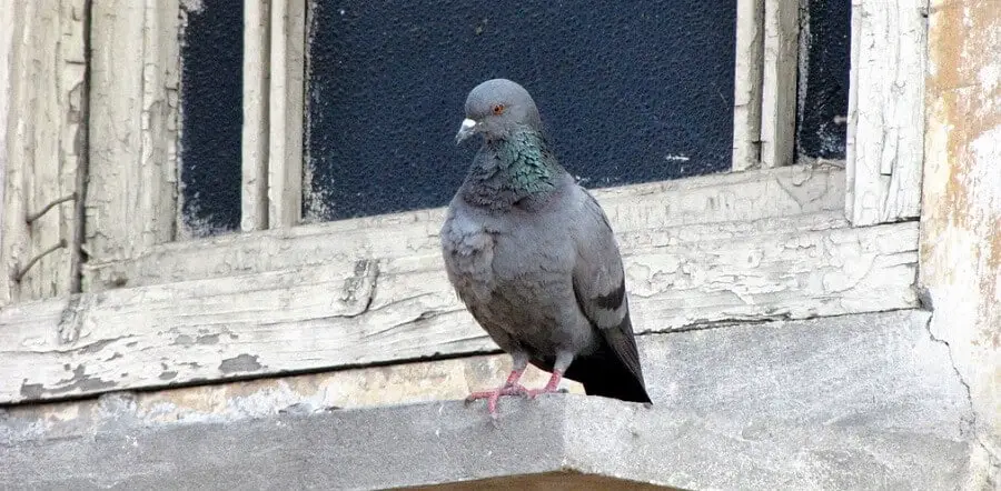 How To Get Rid Of Pigeons And Keep Them Off Roofs, Barns, And Fences