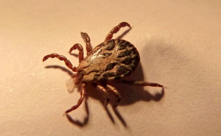 Differences Between Deer Ticks and Regular (Wood) Ticks & Protection ...